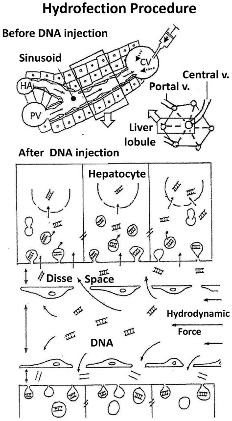 Genes Free Full Text Translational Advances Of Hydrofection By Hydrodynamic Injection