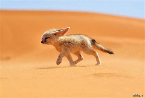 Животные пустыни 62 фото