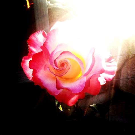 Close Up Of Pink Rose Premium Photo