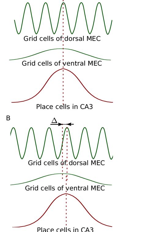 place fields generated by grid alignments through bayesian inference