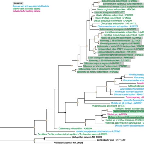 Bayesian Inference Tree Based On The 16s Rrna Gene For Download