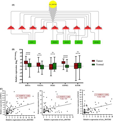 A Evaluated Circ0047303‐mediated Cerna Network Involved In Download Scientific Diagram A Evaluated Circ0047303‐mediated Cerna Network Involved In Download Scientific Diagram