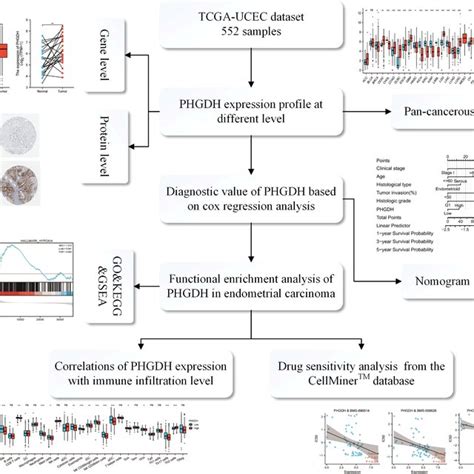 flow chart of the relationship between high phgdh expression and