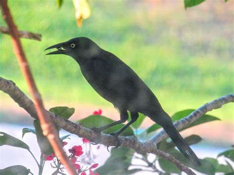 Birb Eating Seed Scrolller