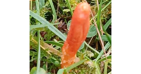 Паразитна гъба растяща върху гъсеници може да се окаже лек за рака