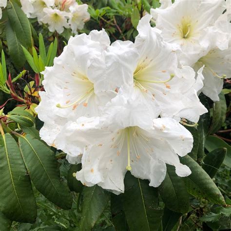Just Spotted Between The Showers Mike Robinsons Rhododendron July