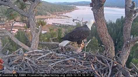 У ГНІЗДІ БІЛОГОЛОВОГО ОРЛАНА ВЕЛИКИЙ ВЕДМІДЬ США 15 12 23 Bald Eagles Nest Big Bear California