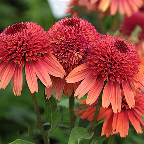 Echinacea 'Carrot Cake' | SlovenskeTrvalky.sk