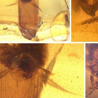 Manipulator Modificaputis Vr Ansk And Bechly Nigp Male