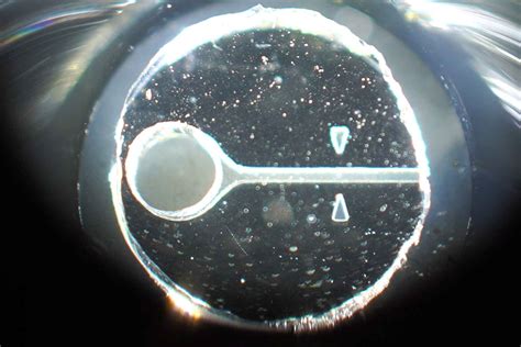 Long Term High Resolution Time Lapse Imaging Of Axon Self Assembly Into Motor Nerve Organoids