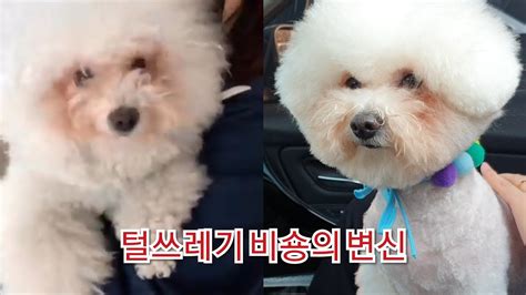 초이 Vlog 비숑프리제 미용 비숑프리제 더덕구이 가자미구이 그루잠 공주애견카페 대전애견카페 Youtube