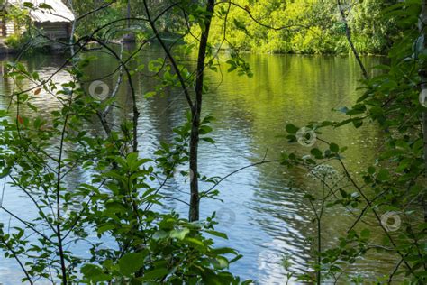 Лес с озером в Карелии летом Ozero российский фотосток