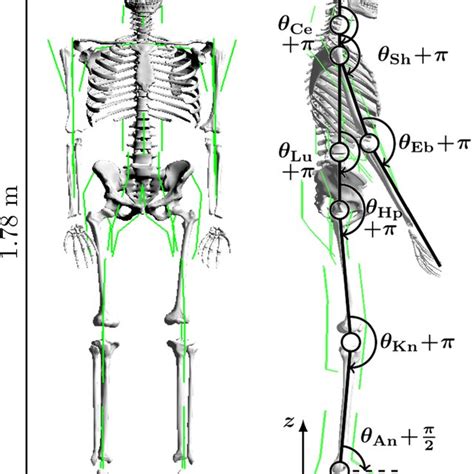 Diagram Of A Muscletendon Unit Mtu With Contractile Element Ce Download Scientific