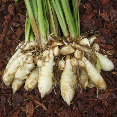West Indian Arrowroot Growing Information Green Harvest