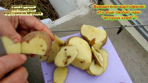 5 главных вредителей картофеля и методы борьбы с ними
