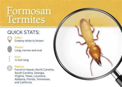 Termite Identification And Termite Pictures