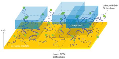 Streptavidin Biotin Binding In The Presence Of A Polymer Spacer A
