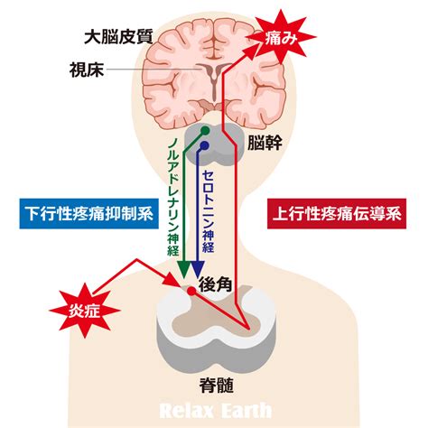 敏感バリアテクニック下行性疼痛抑制系の機能向上CCFSHSPにブレインバランス脳の慢性炎症東京都渋谷区 恵比寿リラックスアース