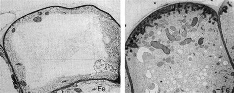 5 Sections Of Rhizodermal Cells Of Sunflower Left Fe Sufficient Download Scientific Diagram