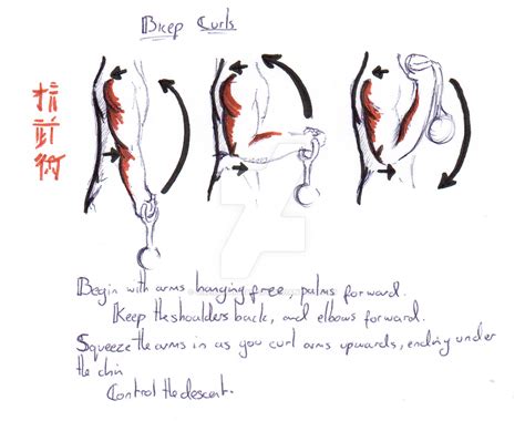 Bicep Curls Diagram By ONeillMartialArt On DeviantArt