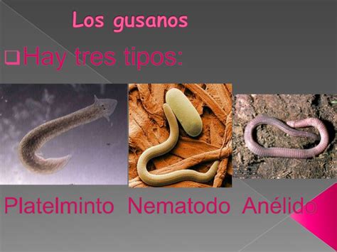 Los Gusanos Biología Nemátodos Y Anélidos Wikisabio
