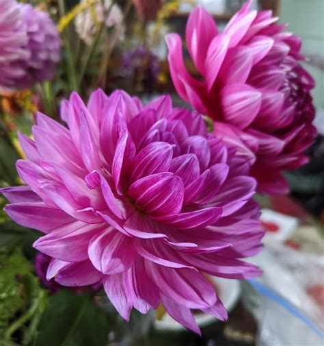 Taking Dahlia Cuttings Page 14 Growing Dahlias