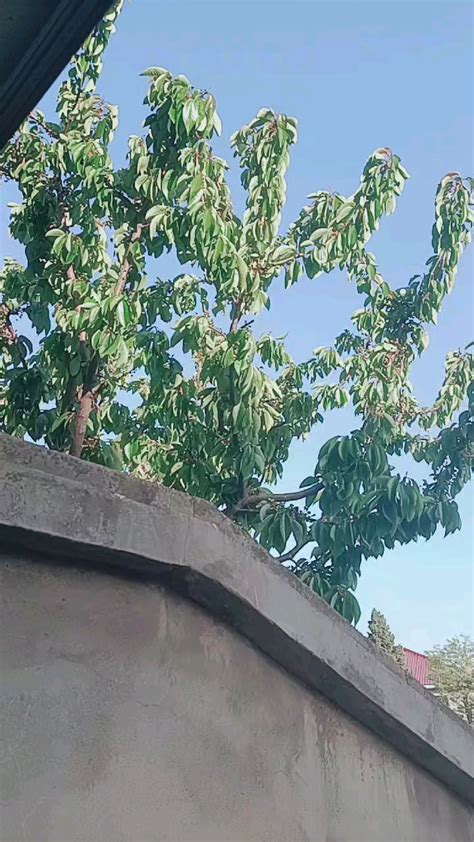 全民颜选 樱桃树结果了 度小视