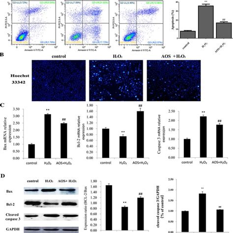 Aos Inhibited H2o2 Induced Apoptosis In Huvecs Cells Were Pretreated Download Scientific