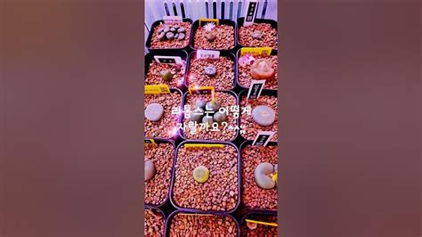 초보 다육맘의 새로운 도전~리톱스♡ Youtube