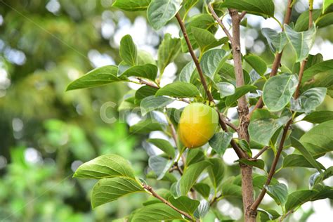 감나무 감 대봉 대봉감 감나무잎 사진 이미지 일러스트 캘리그라피 해피스챤작가