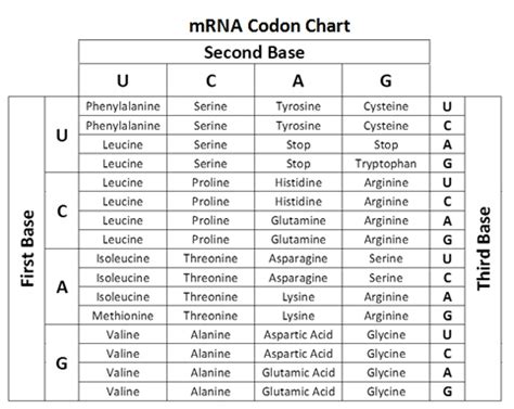 Photos Amino Acid Codon Table Mrna And Review Alqu Blog