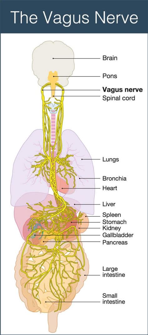 The Psoas Muscle Of The Soul