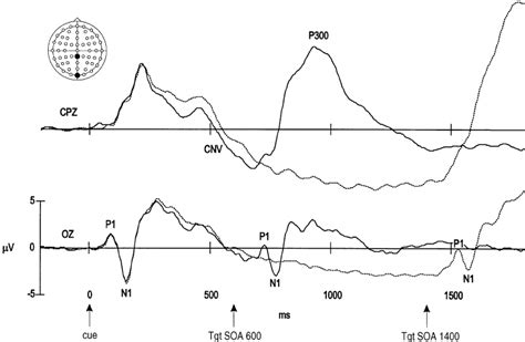 Grand Averaged Waveforms N ϭ 17 Subjects Elicited By Cues Predicting Download Scientific