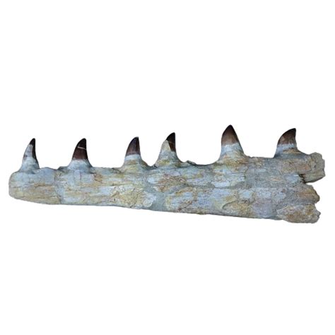 Mosasaurus Jaws Original Fossils For Sale