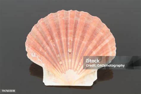 Pecten Sericeus Kerang Laut Foto Stok Unduh Gambar Sekarang