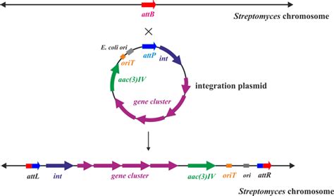 Scheme Of Site Specific Integration Of The Integration Plasmid Download Scientific Diagram