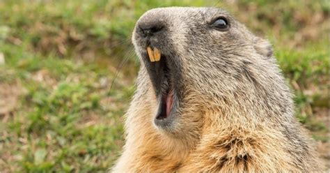 Create Meme Marmot The Groundhog Groundhogs Baibaki The Screaming Groundhog Pictures