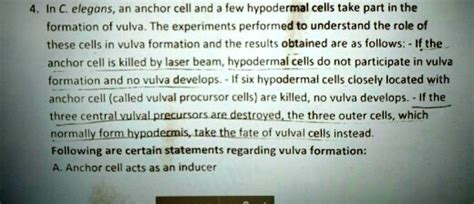 SOLVED In Elegans An Anchor Cell And Few Hypodermal Cells Take Part