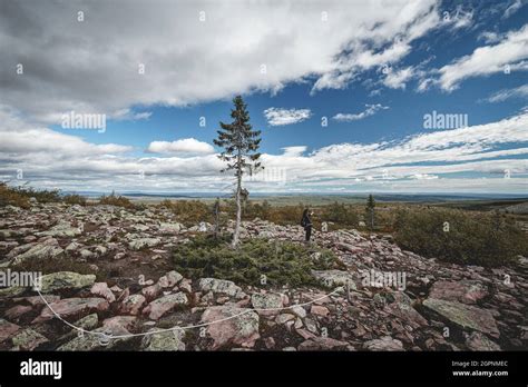 Old Tjikko The Oldest Tree In The World Located In Nationapark