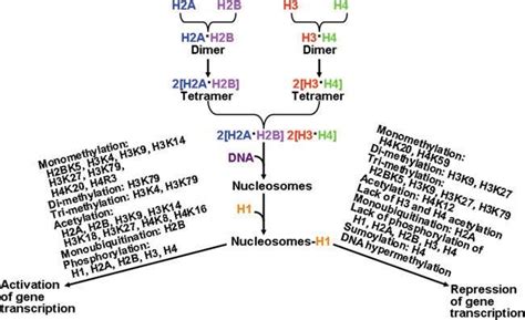 Roles Of Histone Modifications In The Regulation Of Gene Transcription Download Scientific