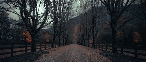 Download Twilight Pathway Dark Fall Aesthetic Wallpaper