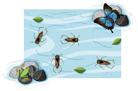 A Method Of Population Estimation Mark And Recapture Biolympiads