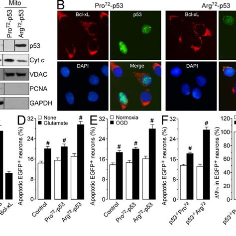 Tp53 Codon 72 Polymorphism Arg72pro Determines Functional Outcome