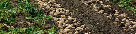 Effective Potato Nutrition Strategies At Adelaide Farm