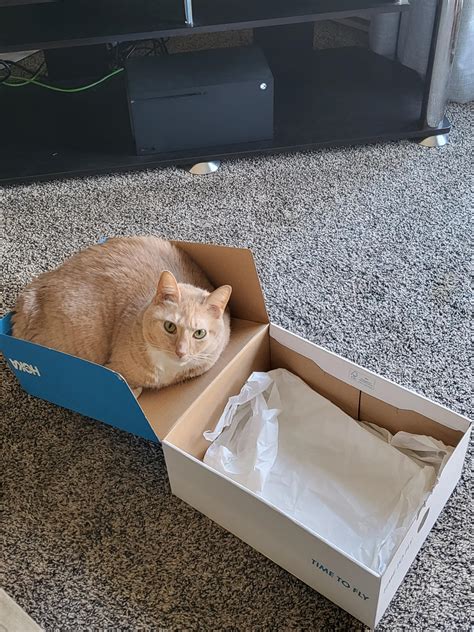 Typical Orange Logic R Oneorangebraincell