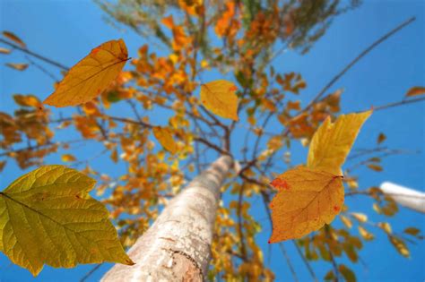 15 Leaf Removal Tricks That Save Hours Of Raking