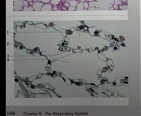 Histology Diagram Quizlet