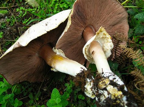 Agaricus Xanthoderma