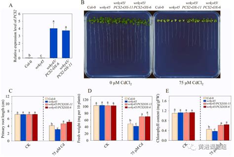 文献分享：拟南芥转录因子 Wrky45 通过激活 Pcs1 和 Pcs2 表达赋予镉耐受性 课题组新闻 黄进课题组 成都理工大学