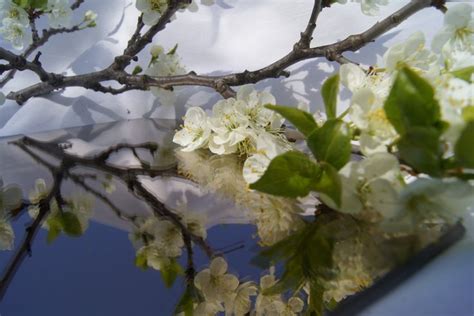 #зеркало #сакура #эстетика #цветы | Plants, Garden